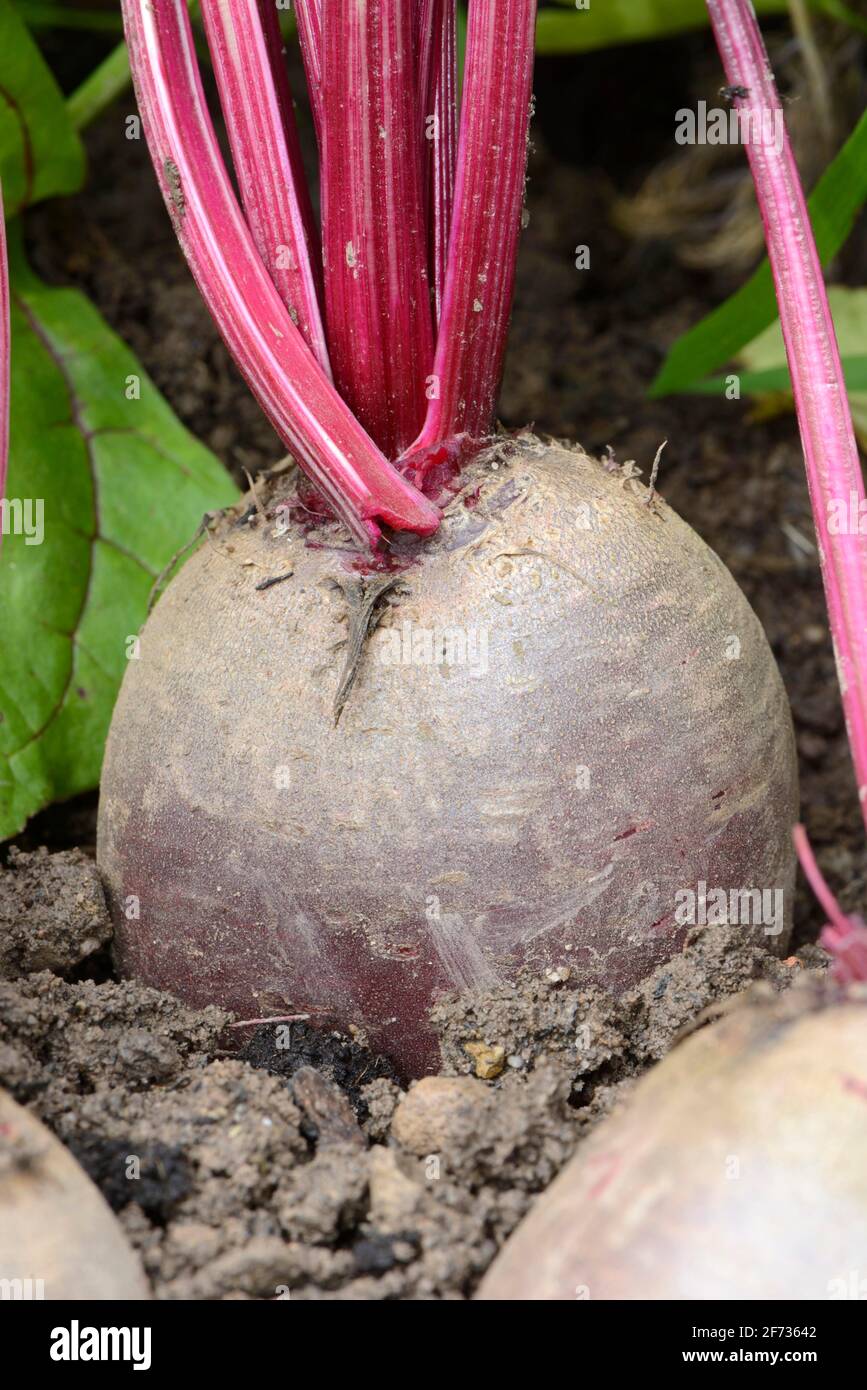 Beetroot, beetroot (Beta vulgaris Stock Photo - Alamy