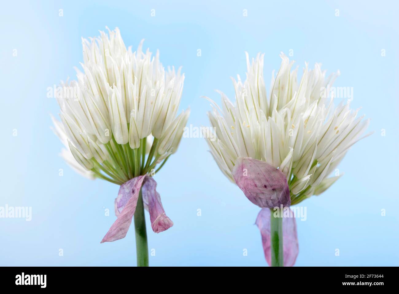 Chive (Allium schoenoprasum), Elbe variety, white chives Stock Photo ...