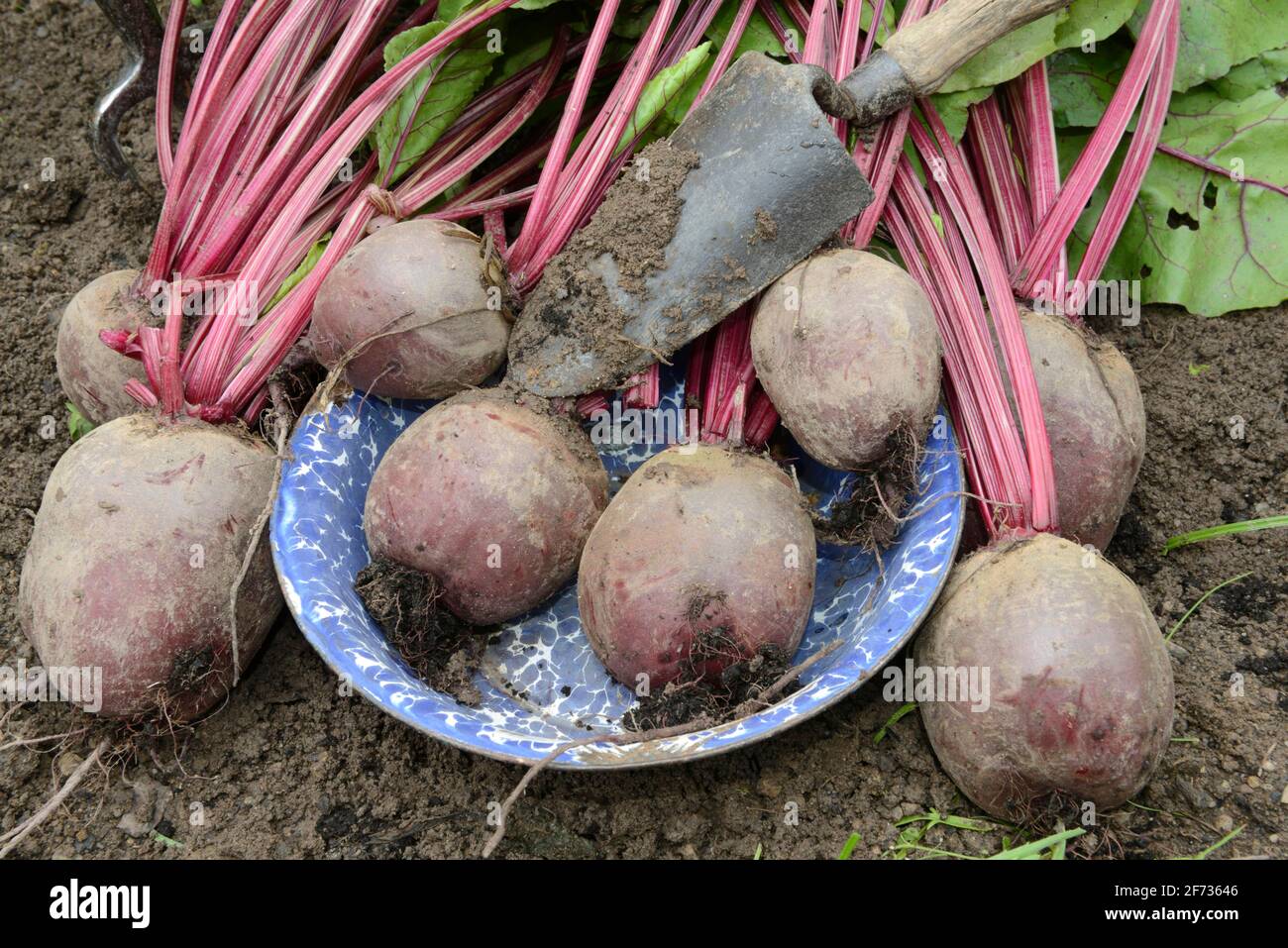 Beetroot, beetroot (Beta vulgaris Stock Photo - Alamy