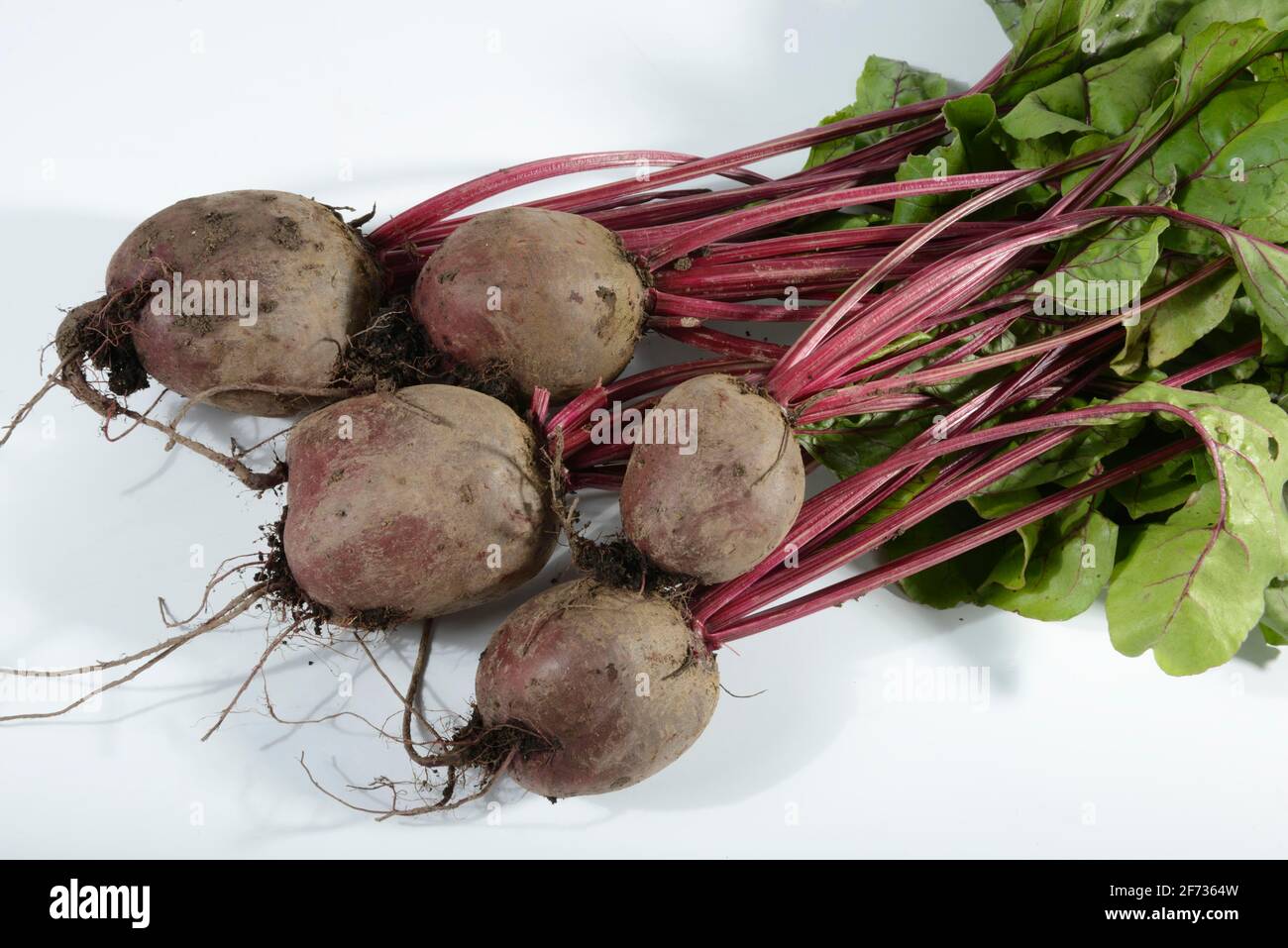 Beetroot, beetroot (Beta vulgaris Stock Photo - Alamy