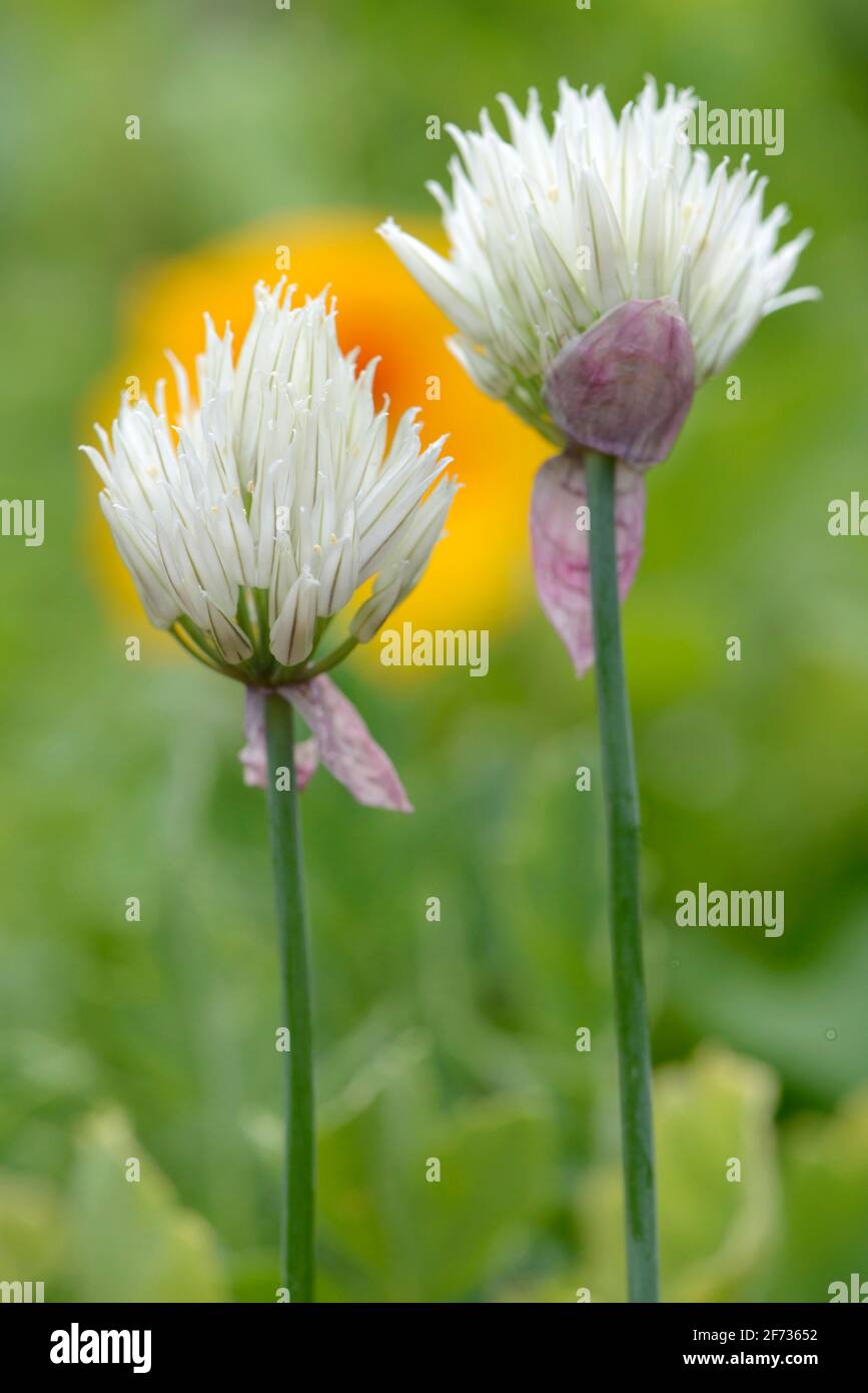 White chives blossom hi-res stock photography and images - Alamy