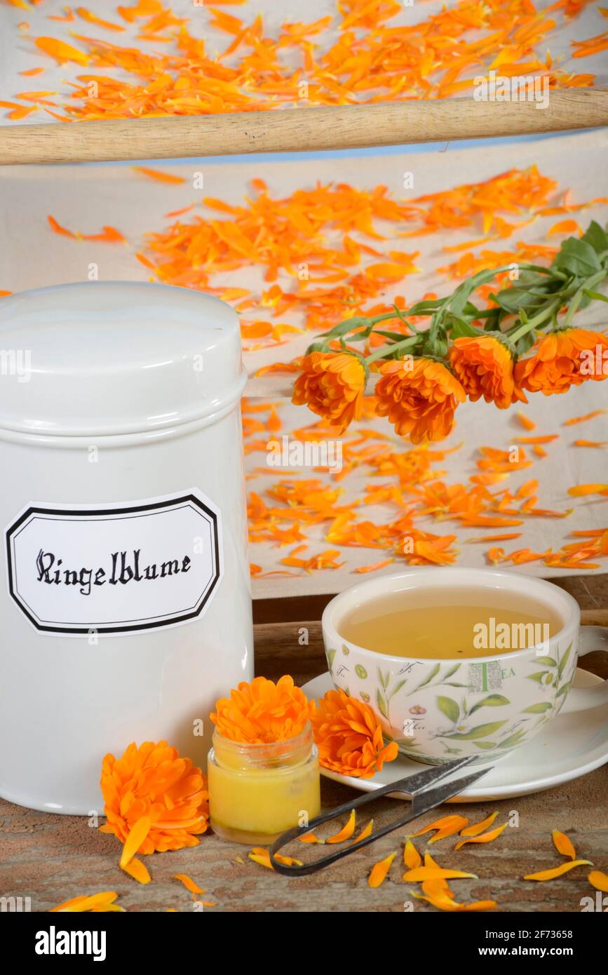 Marigold (Calendula officinalis), marigold tea, marigold ointment Stock ...