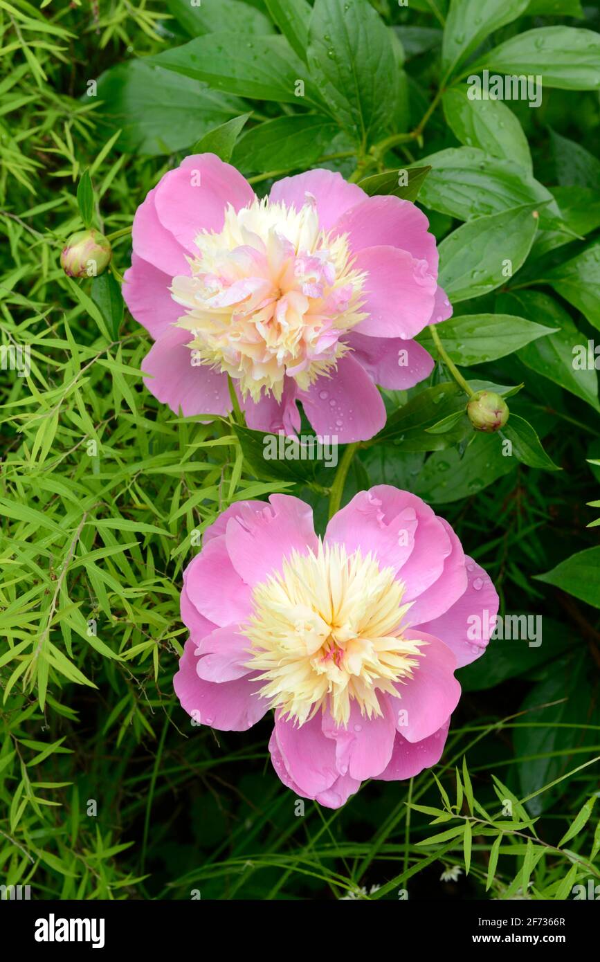 European peony (Paeonia officinalis Stock Photo - Alamy