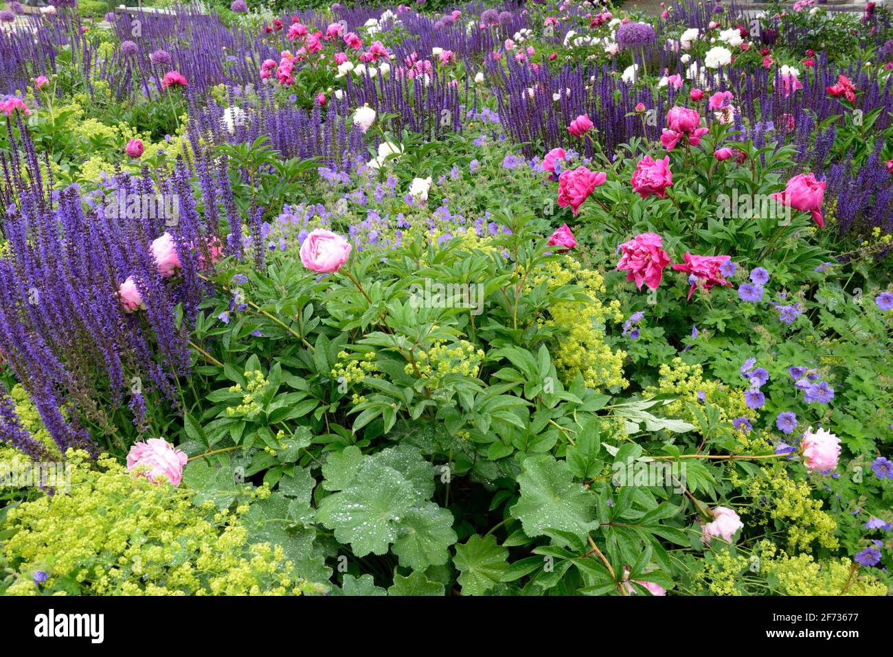 Flowerbed, Sage Nemorosa, European peonies (Paeonia officinalis), Lady ...