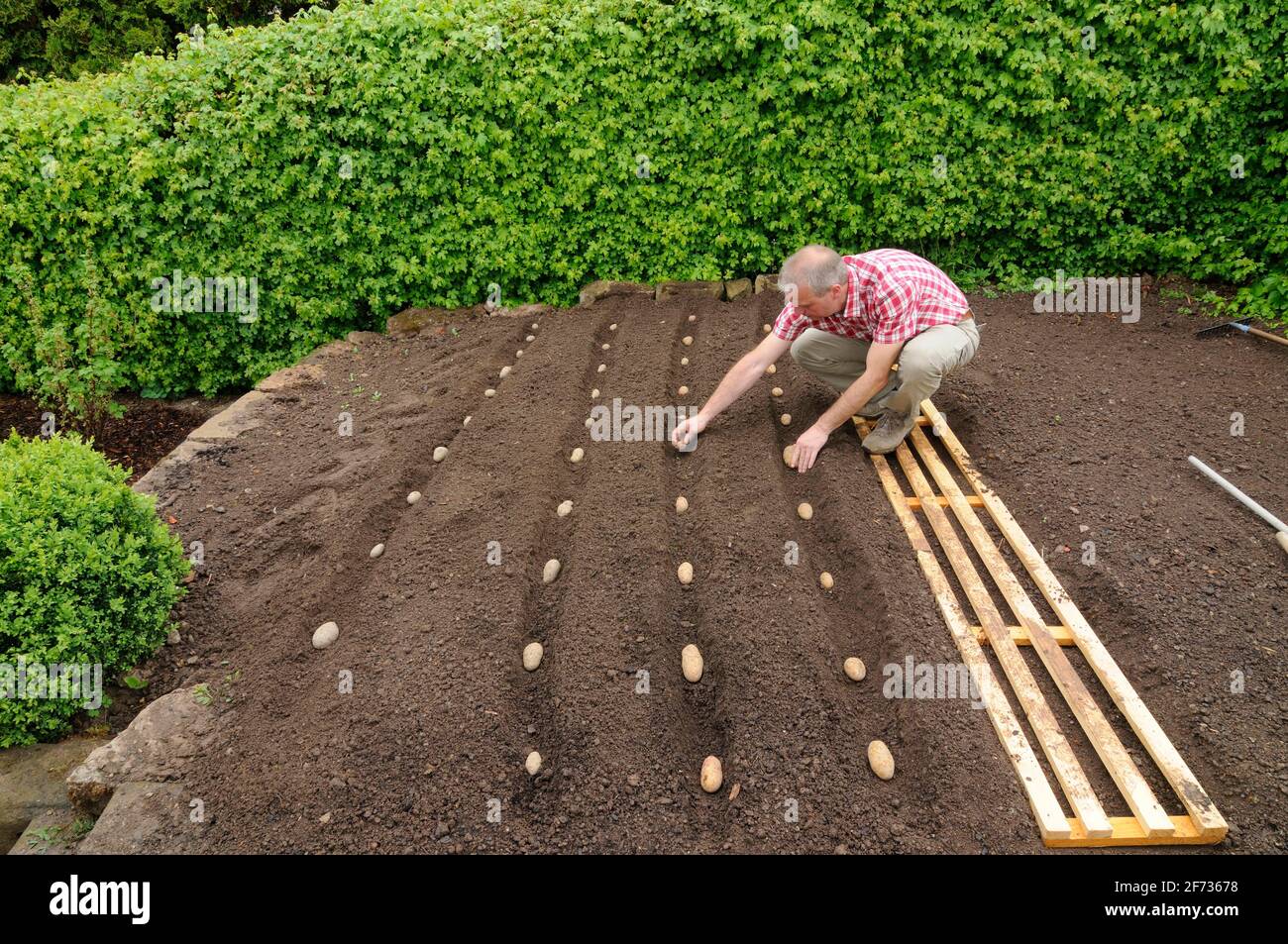 Potato bed hi-res stock photography and images - Alamy