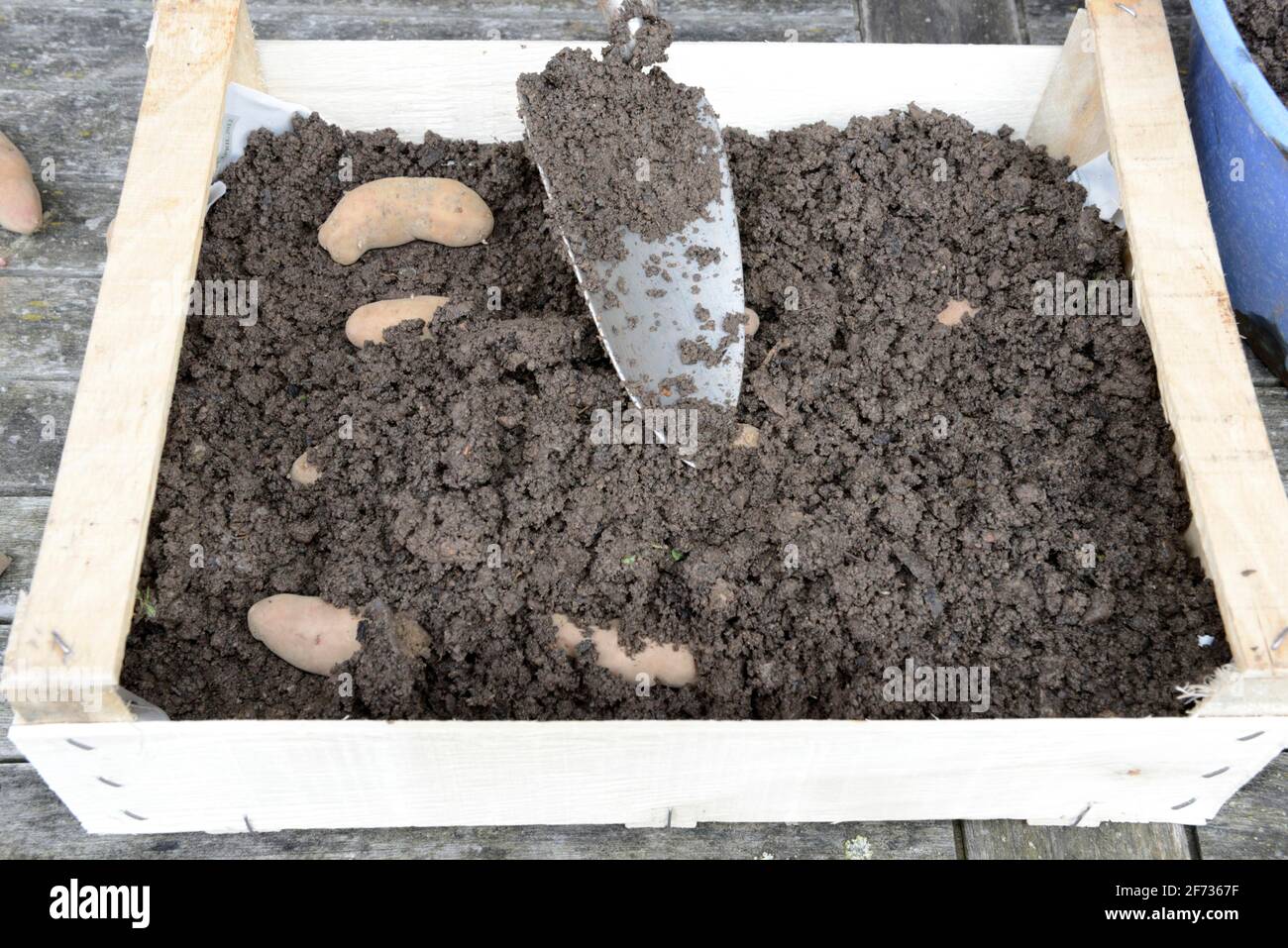 Potatoes (Solanum tuberosum), Angelner cone, pregermination, potato ...