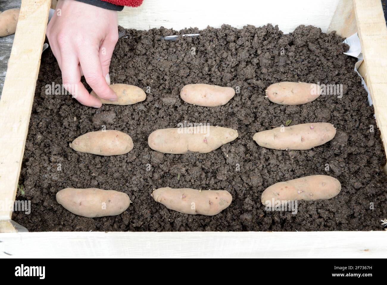 Potatoes (Solanum tuberosum), Angelner cone, pregermination, potato ...
