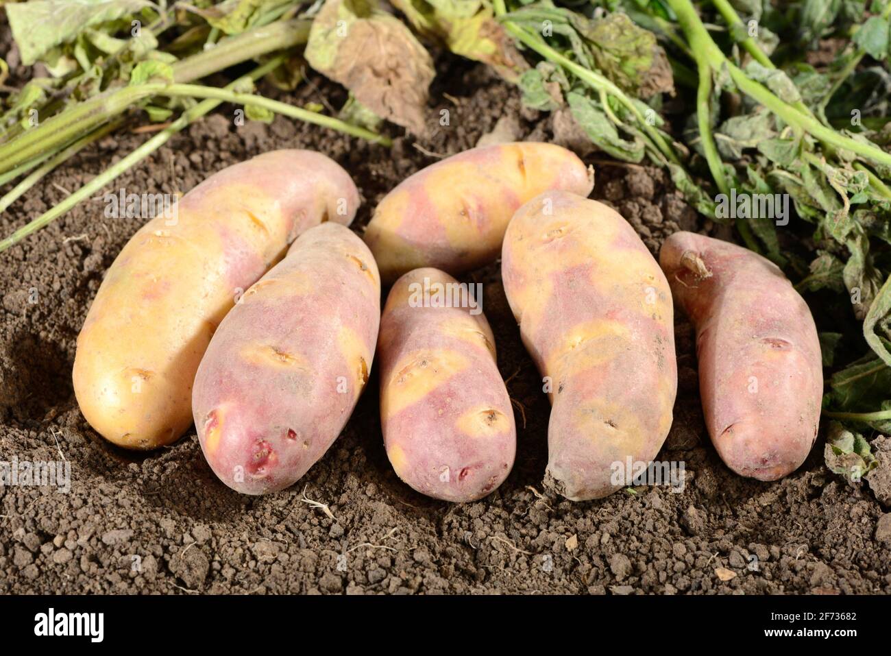 Potatoes (Solanum tuberosum), Mayan Twilight variety Stock Photo - Alamy