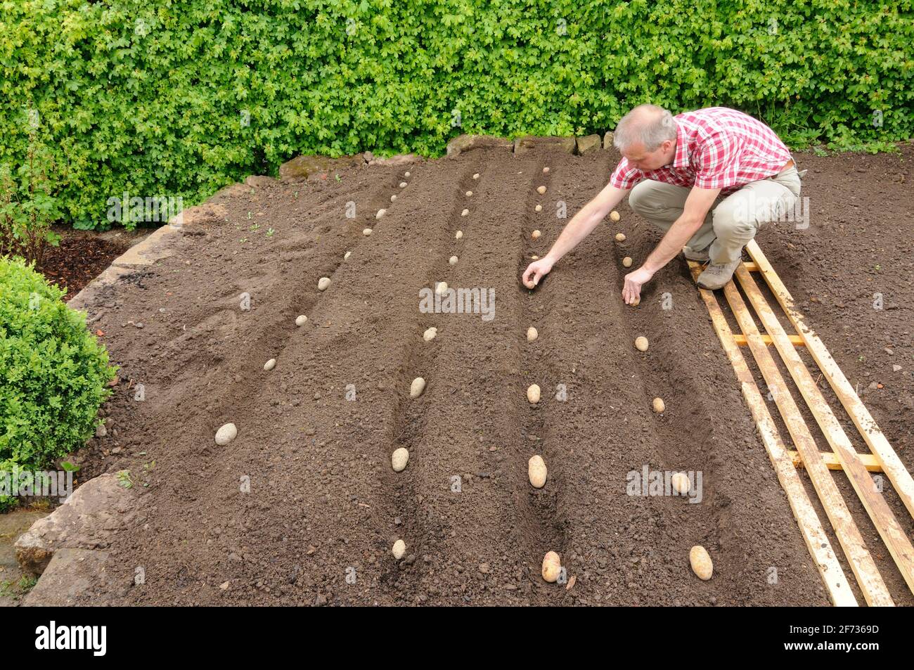 Potato bed hi-res stock photography and images - Alamy
