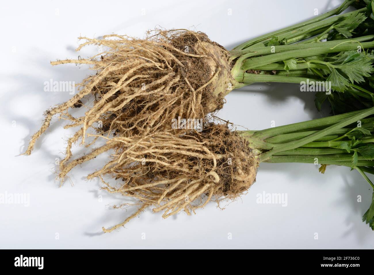 Celery root (Radix Apii Stock Photo - Alamy