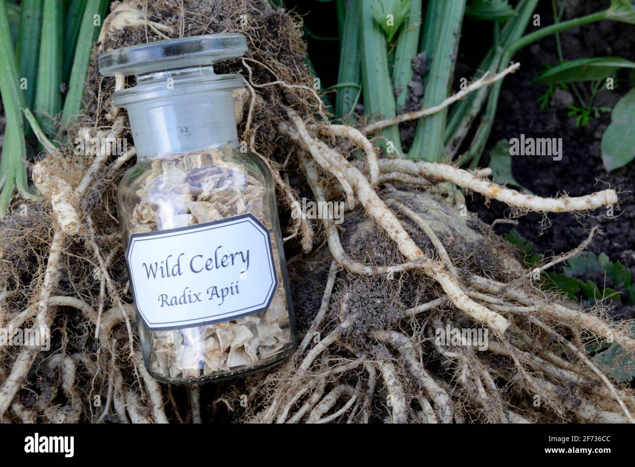 Celery root (Radix Apii Stock Photo - Alamy