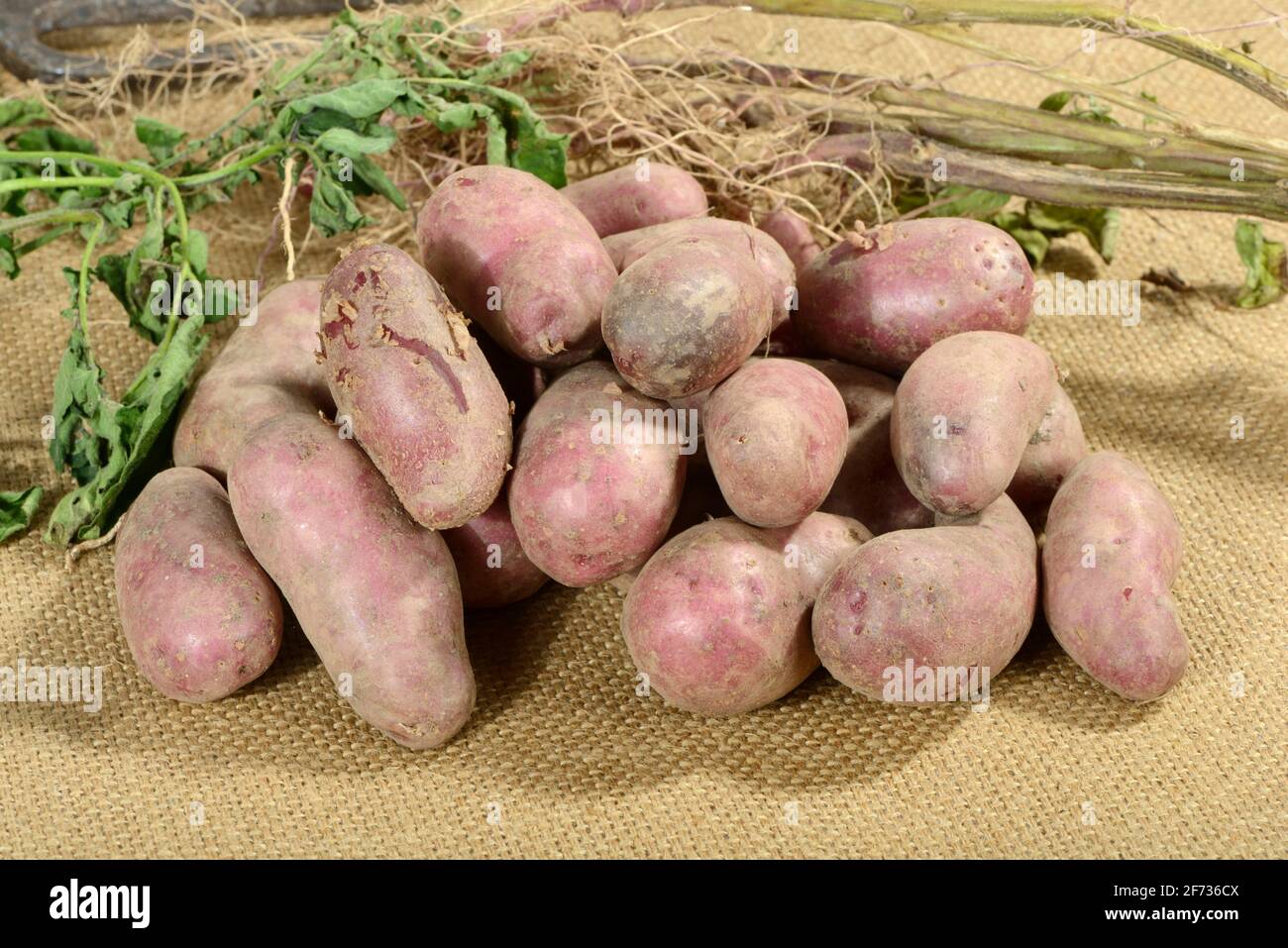 Potatoes (Solanum tuberosum), variety Red Emalie Stock Photo - Alamy