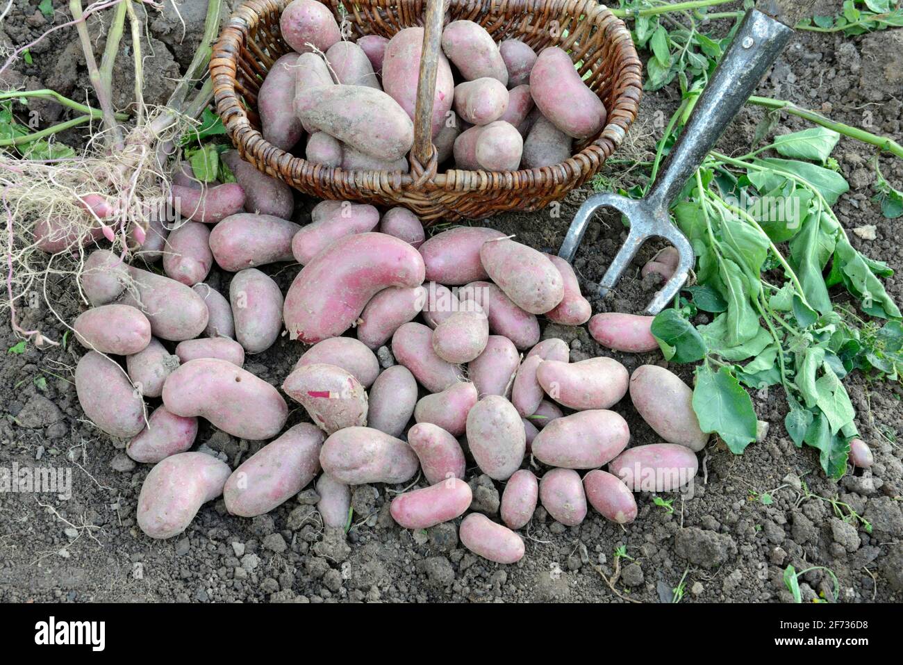 Potatoes (Solanum tuberosum), variety Red Emalie Stock Photo - Alamy