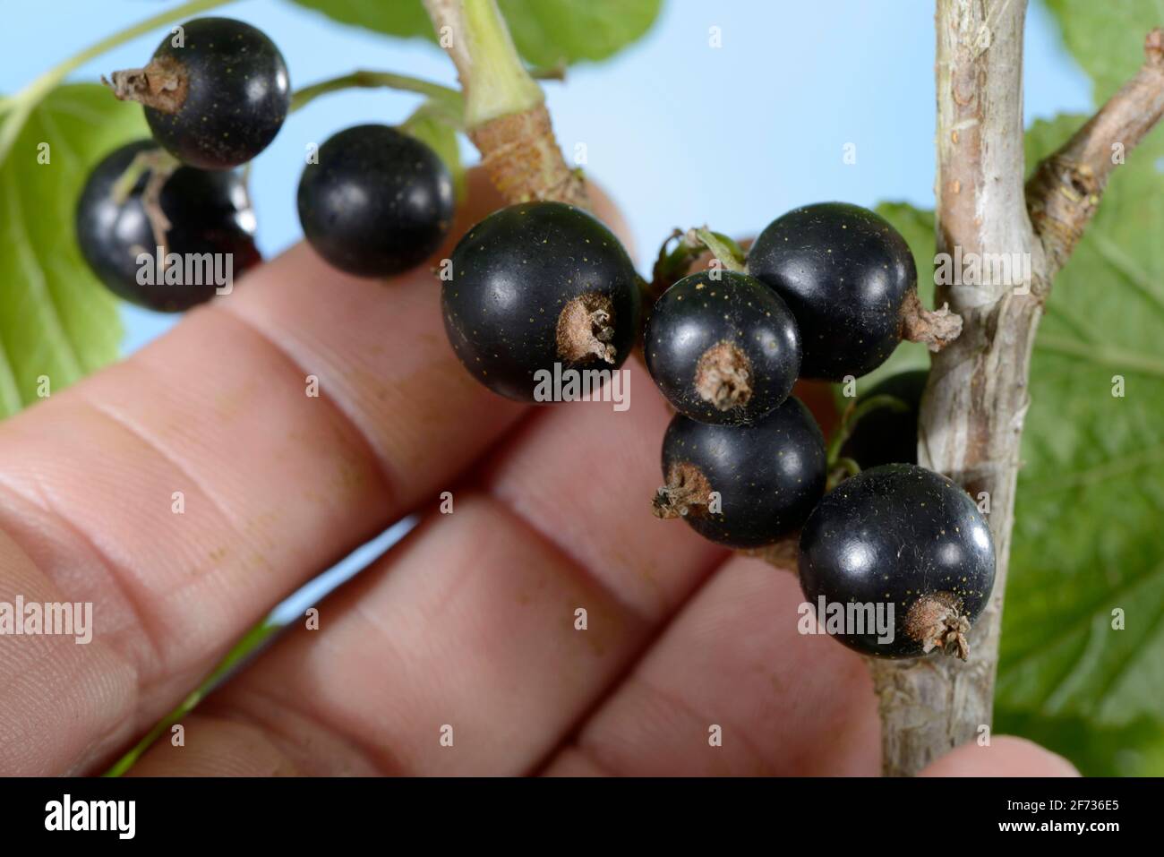 Black currants (Ribes nigrum Stock Photo - Alamy
