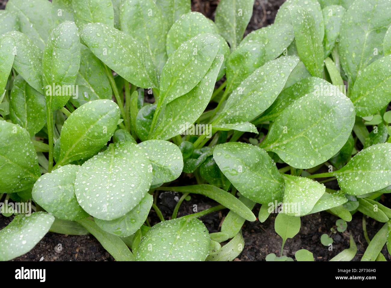 Spinach (Spinacia oleracea Stock Photo - Alamy