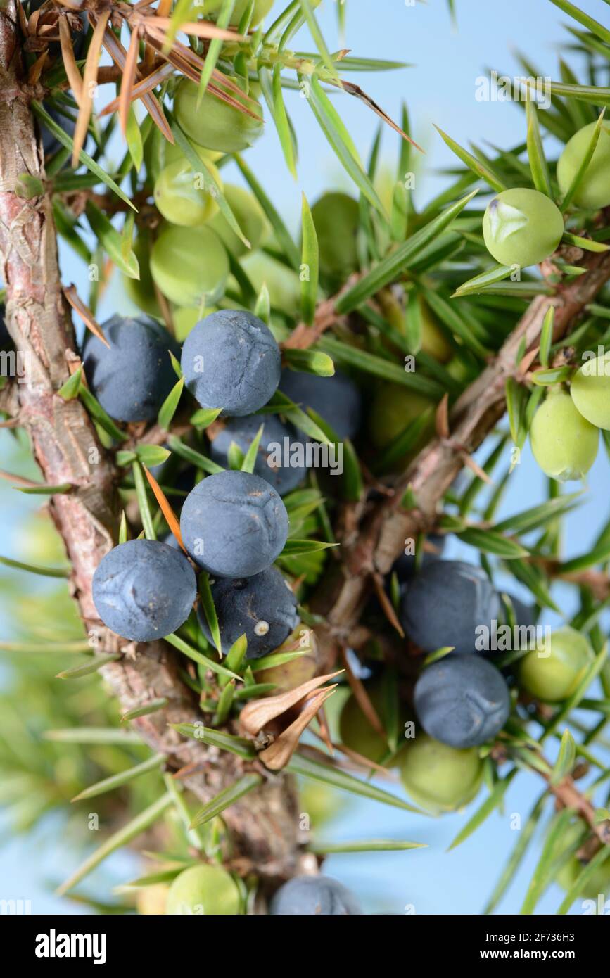 Juniper berry plant hi-res stock photography and images - Alamy