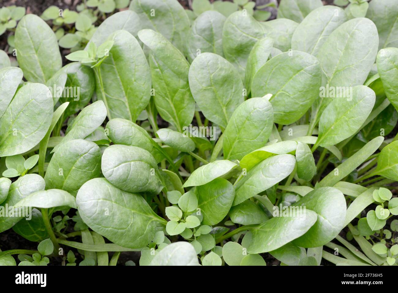 Spinach (Spinacia oleracea Stock Photo - Alamy