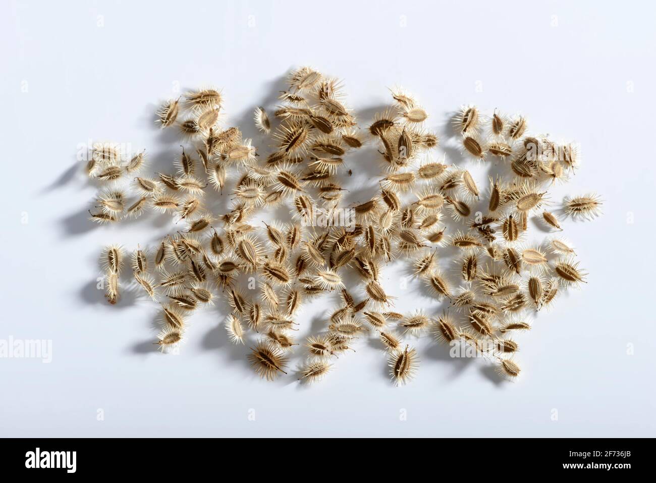 Daucus Carota Seeds