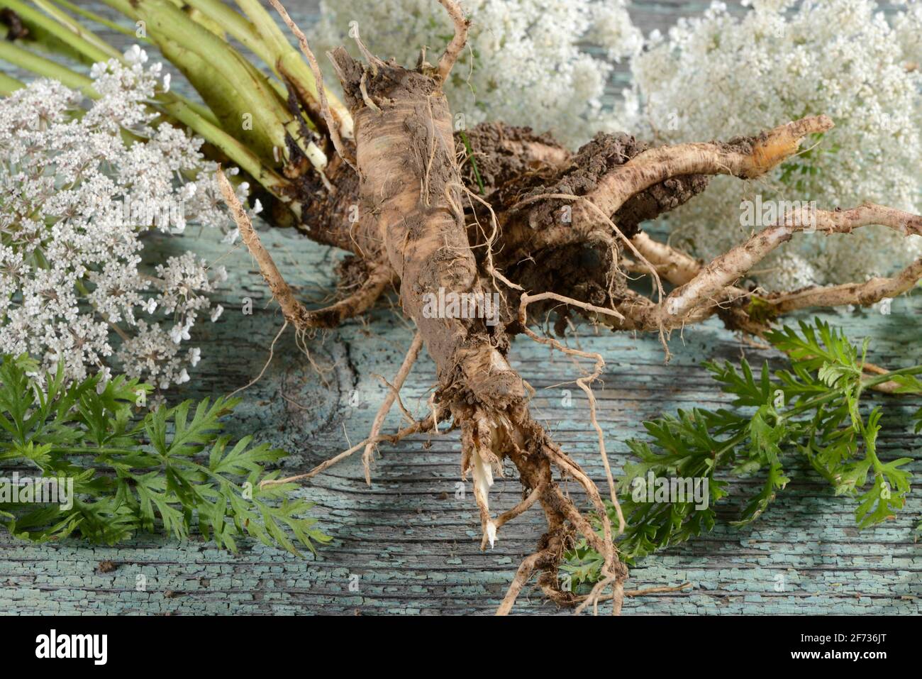 Wild carrot (Daucus carota), root Stock Photo - Alamy