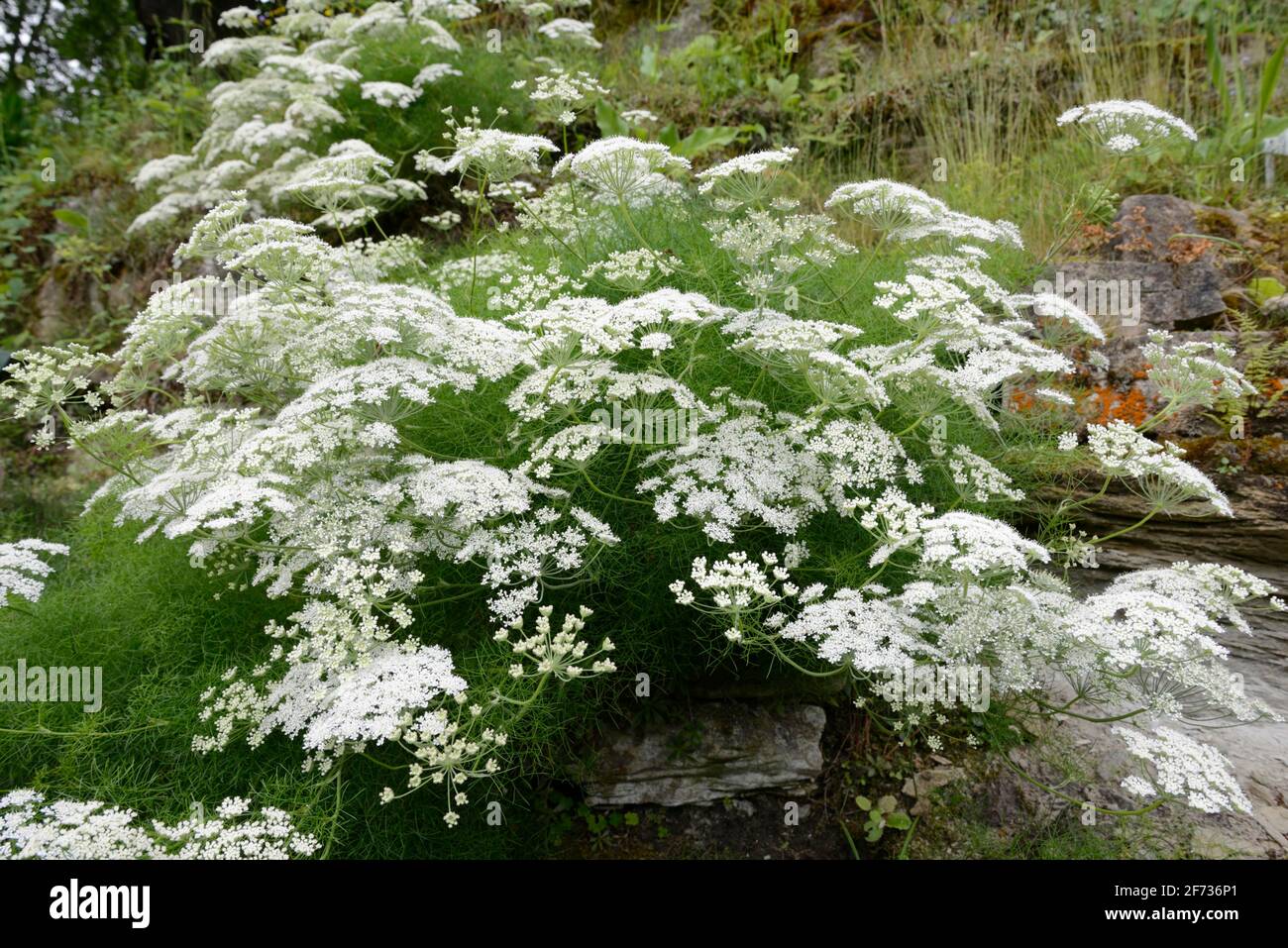 Meum hi-res stock photography and images - Alamy