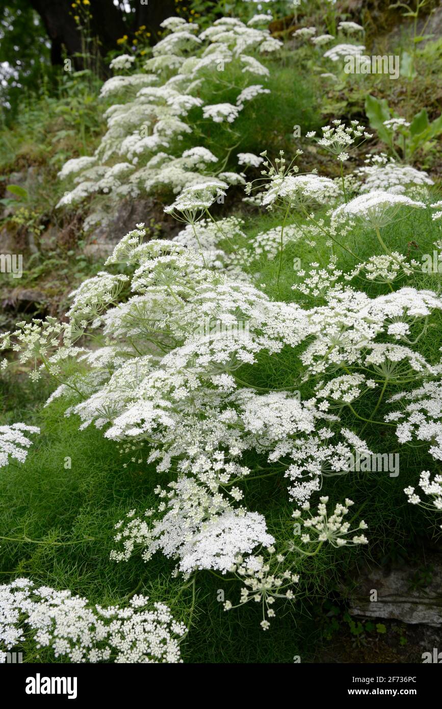 Meum hi-res stock photography and images - Alamy