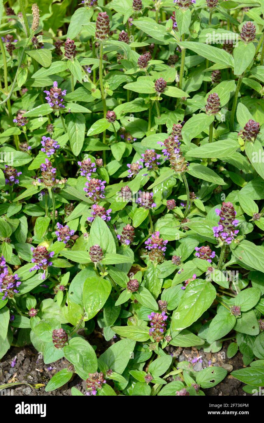 Prunella vulgaris (Brunella vulgaris) / Common brown plum (Prunella ...