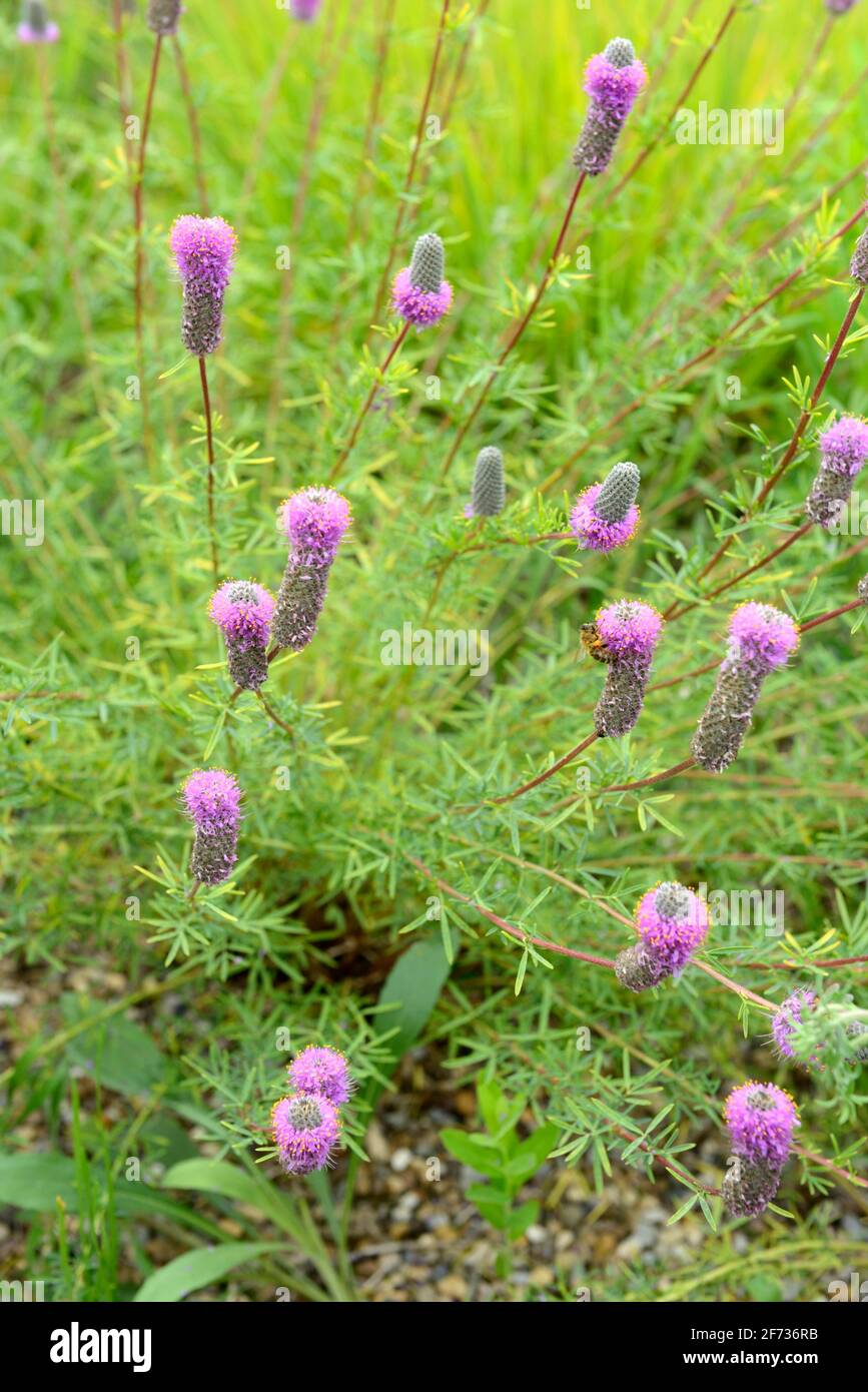 (Dalea purpureum), Purple Prairie Clover Stock Photo - Alamy