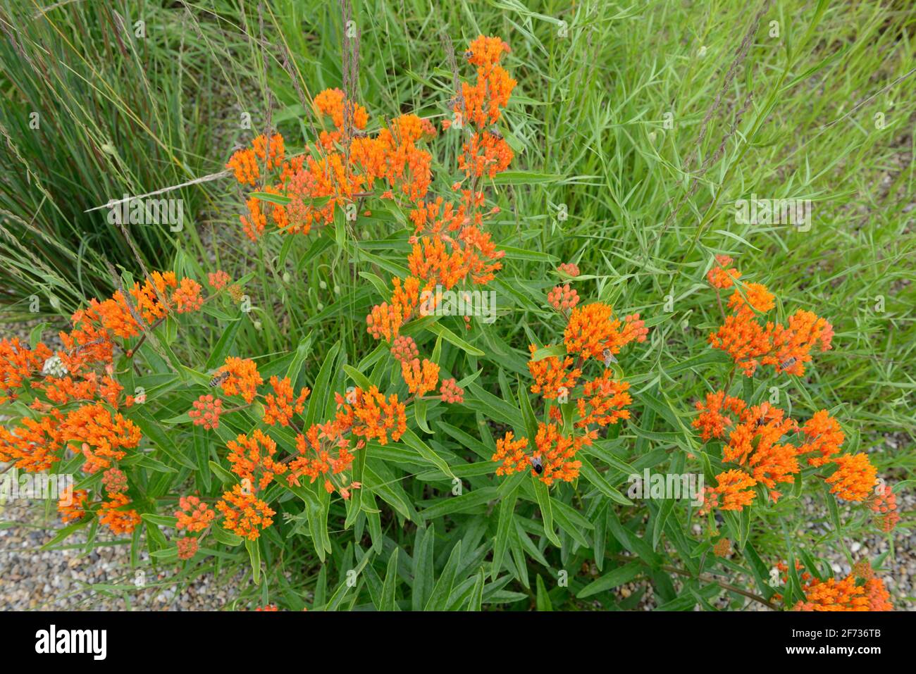 Butterfly weed asclepias tuberosa hi-res stock photography and images ...
