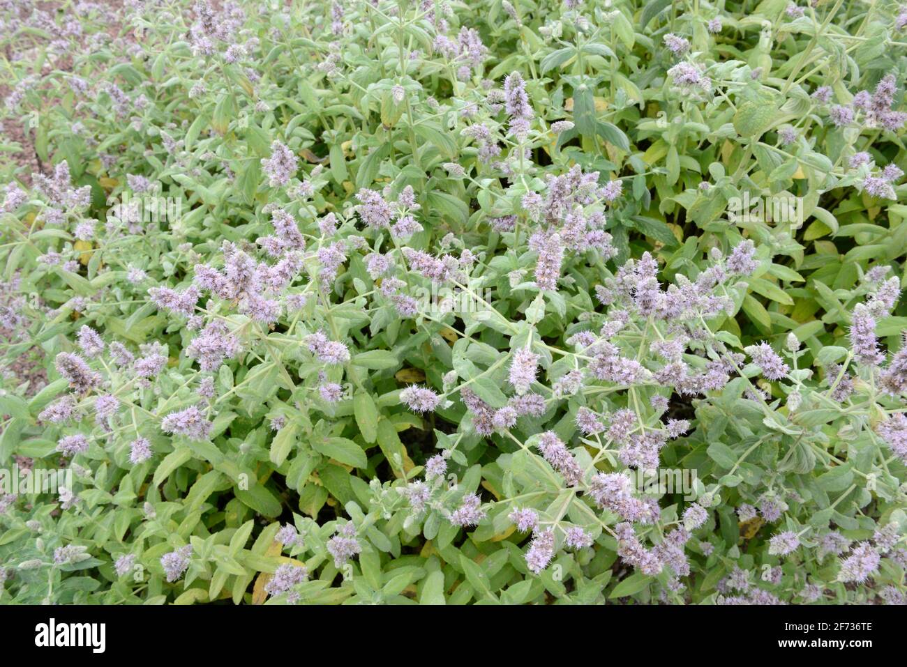 Horse mint (Mentha longifolia), Longleaf mint (Mentha longifolia Stock ...