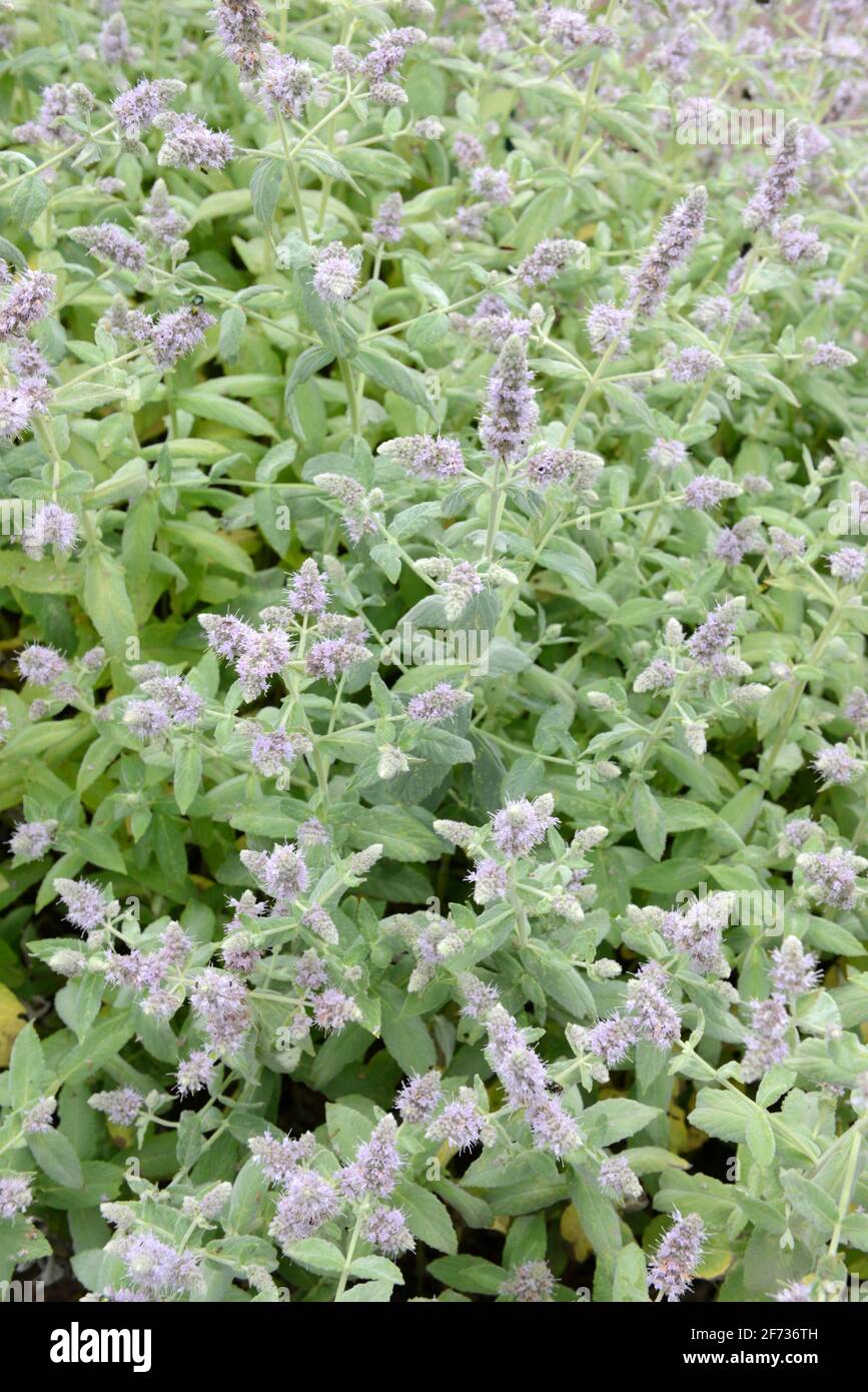 Horse mint (Mentha longifolia), Longleaf mint (Mentha longifolia Stock ...