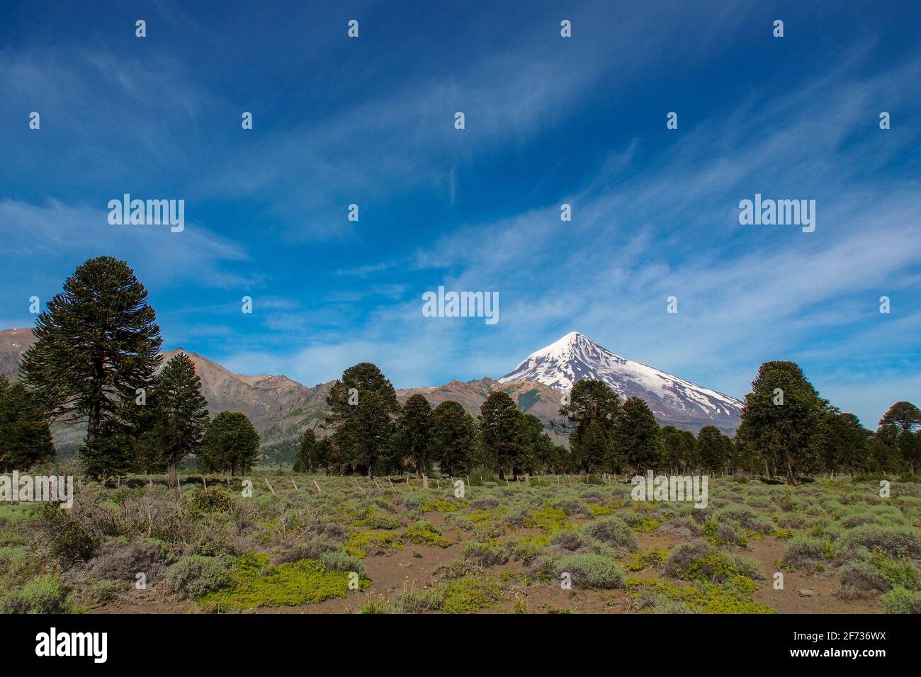 view of Lanin volcano with Araucaria trees, Lanin national park ...