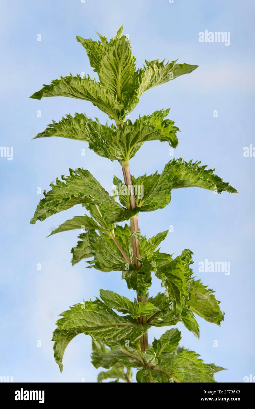 Nane peppermint hi-res stock photography and images - Alamy