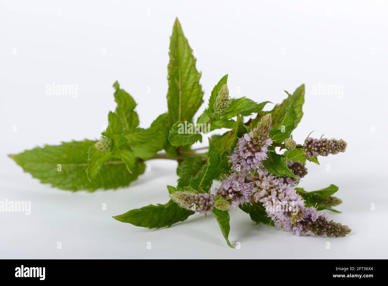 English Spearmint (Mentha spicata), Green mint Stock Photo - Alamy