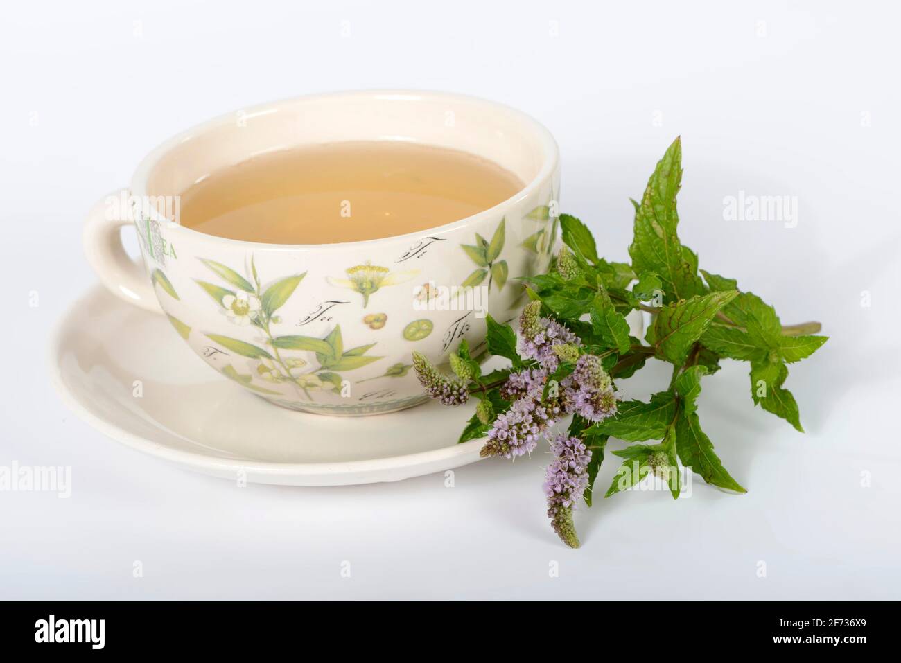 English green mint (Mentha spicata), cup of mint tea, green mint, mint ...