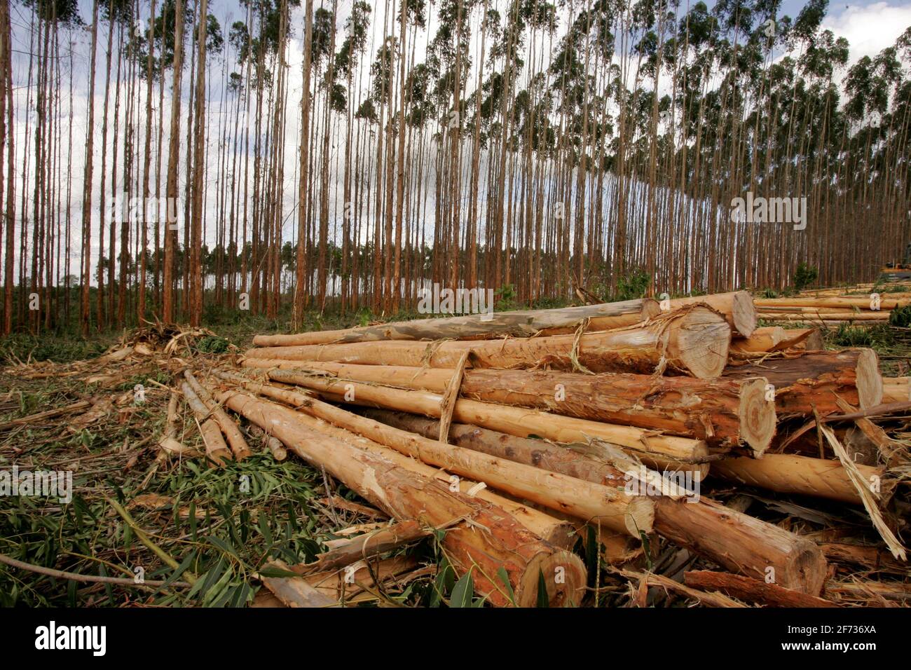 Eucalyptus trees in a line hi-res stock photography and images - Alamy