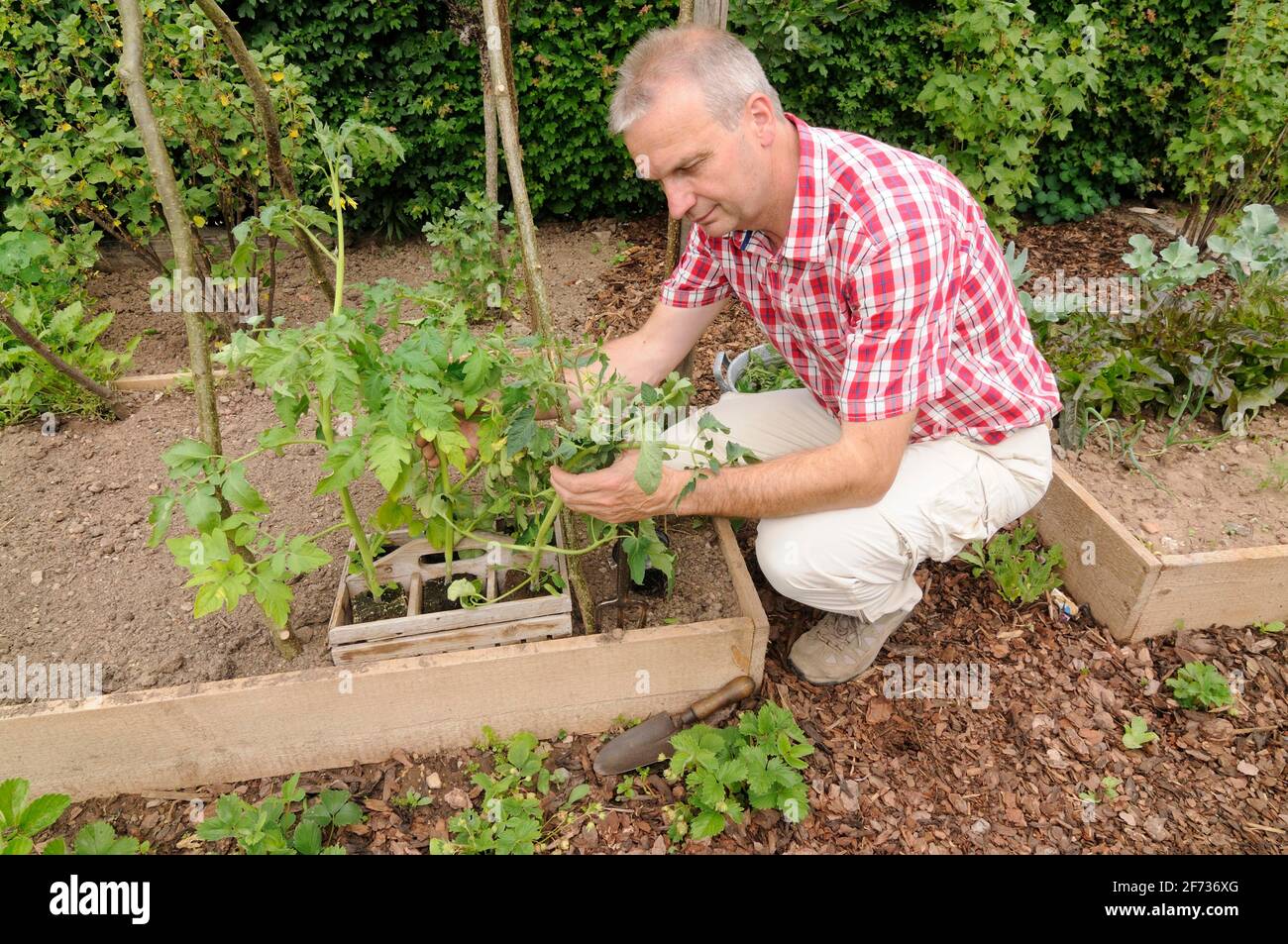 Organic garden, planting tomatoes, box system, tomato plants Stock ...