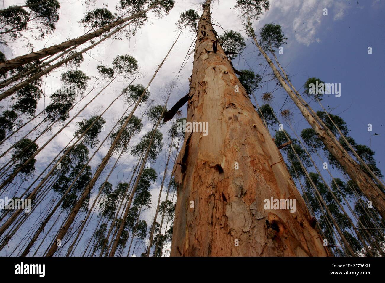 eunapolis, bahia / brazil - november 26, 2010: planting of eucalyptus ...