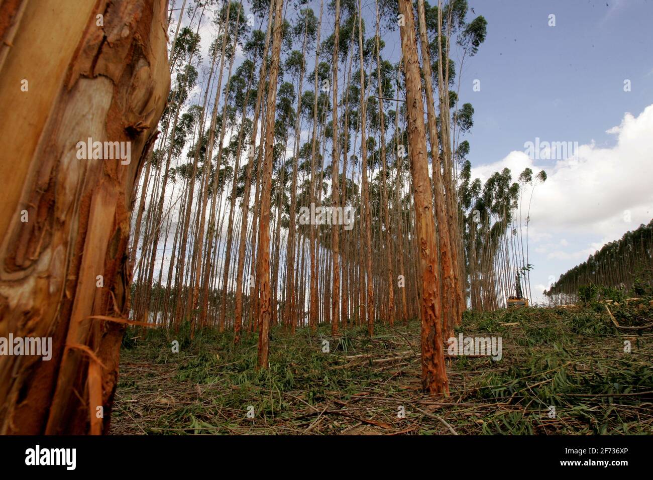 Eucalyptus trees in a line hi-res stock photography and images - Alamy