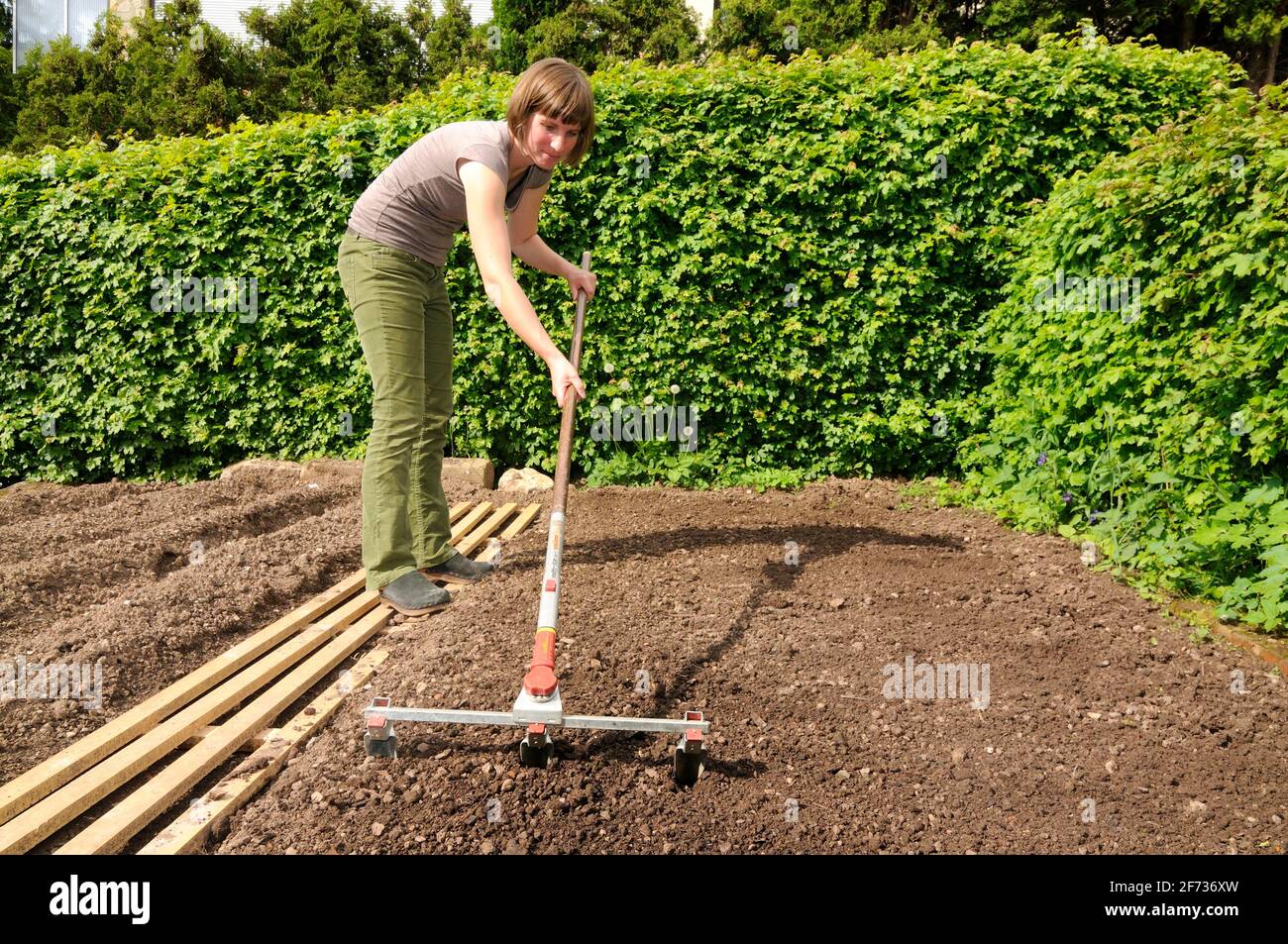 Organic garden, sowing onions, drawing seed furrows Stock Photo - Alamy