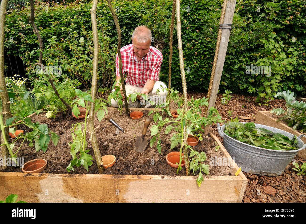 Organic garden, planting tomatoes, box system, tomato plants Stock ...
