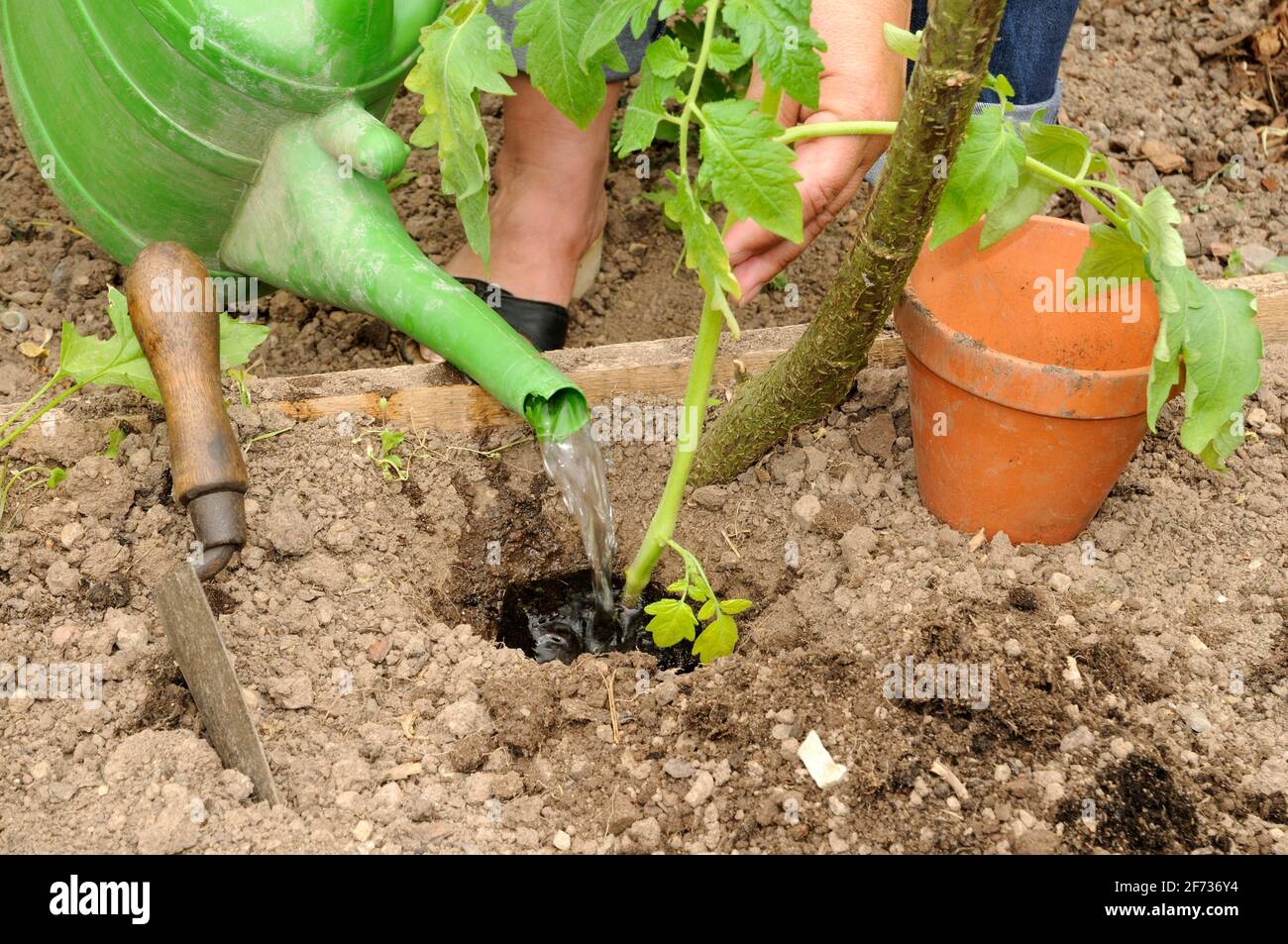 Organic garden, planting tomatoes, box system, tomato plants, watering ...
