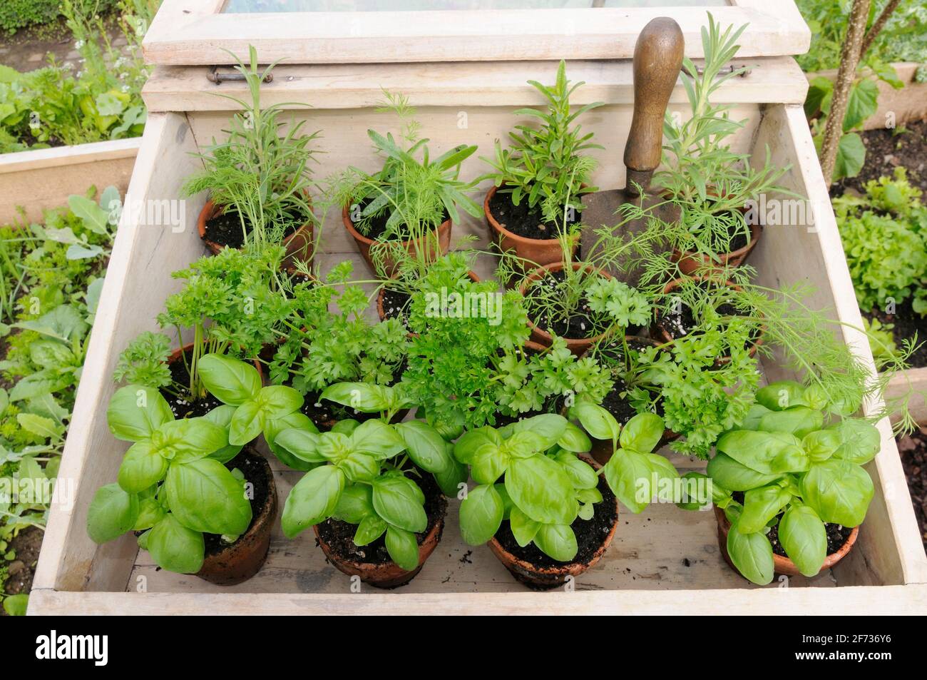 Various herbs, basil, parsley, rosemary, dill Stock Photo - Alamy