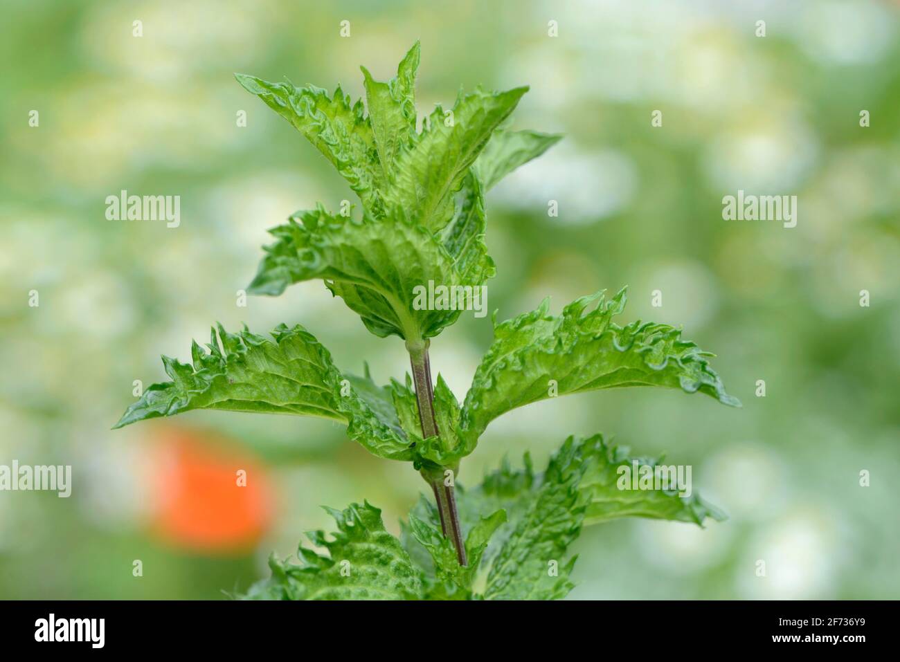 Nane peppermint hi-res stock photography and images - Alamy
