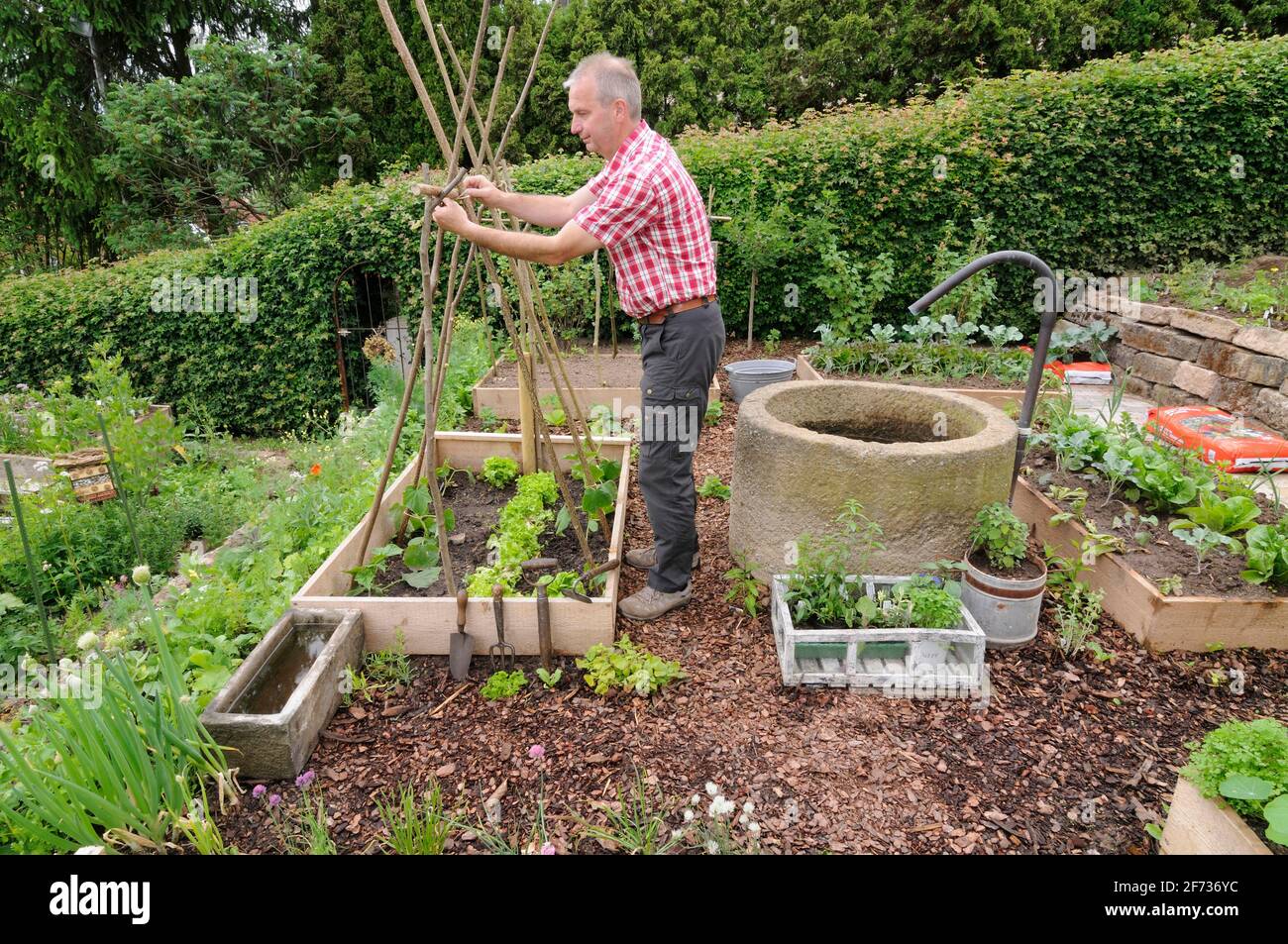 Beanpole hi-res stock photography and images - Alamy