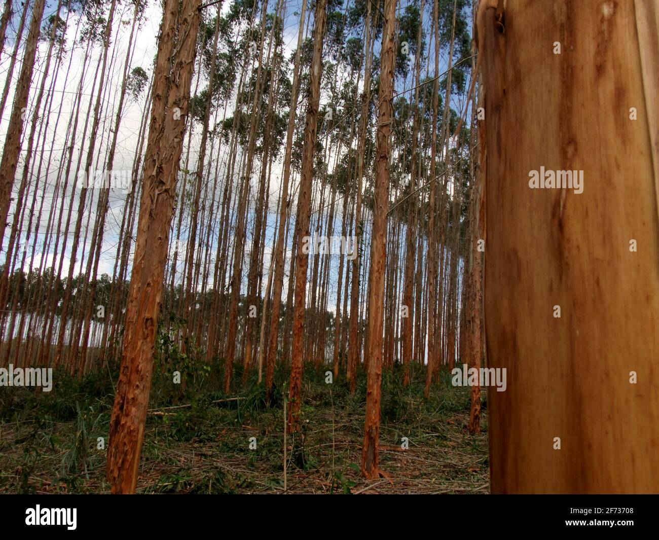 Eucalyptus trees in a line hi-res stock photography and images - Alamy