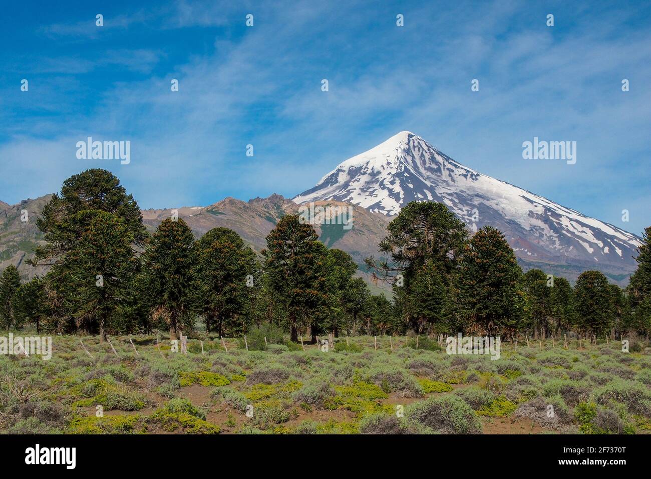 view of Lanin volcano with Araucaria trees, Lanin national park ...