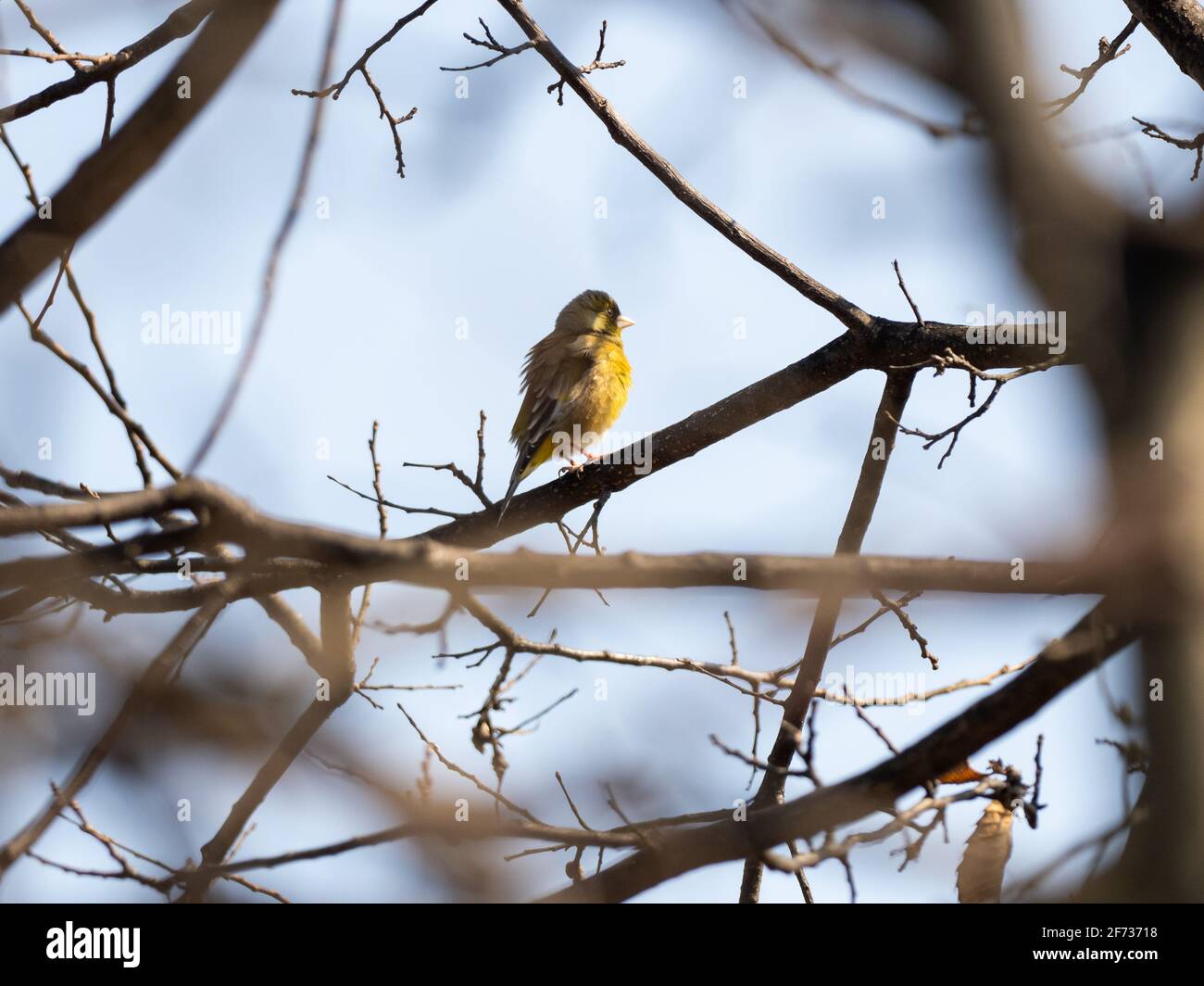 An Oriental Greenfinch, Chloris sinica, also called a gray-capped ...