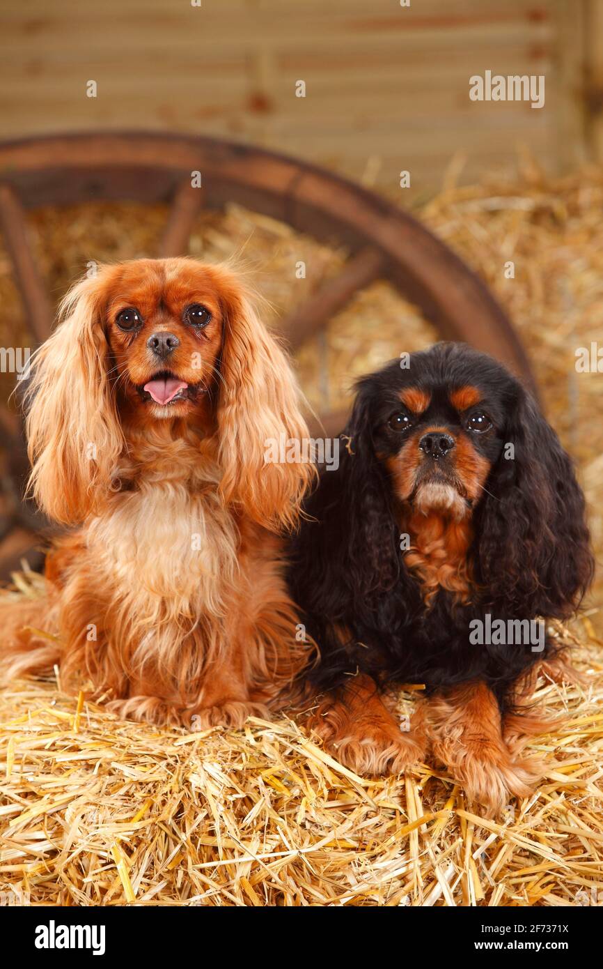 Cavalier King Charles Spaniel, ruby red and black-brown Stock Photo - Alamy