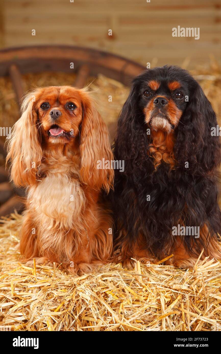 Cavalier King Charles Spaniel, ruby red and black-brown Stock Photo - Alamy