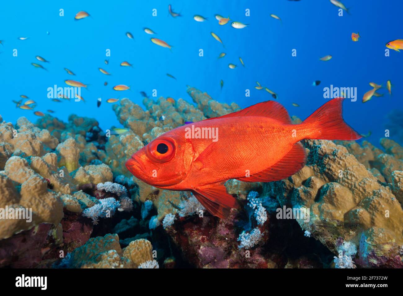 Common Bigeye (Priacanthus hamrur), St. Johns, Red Sea, Egypt Stock ...